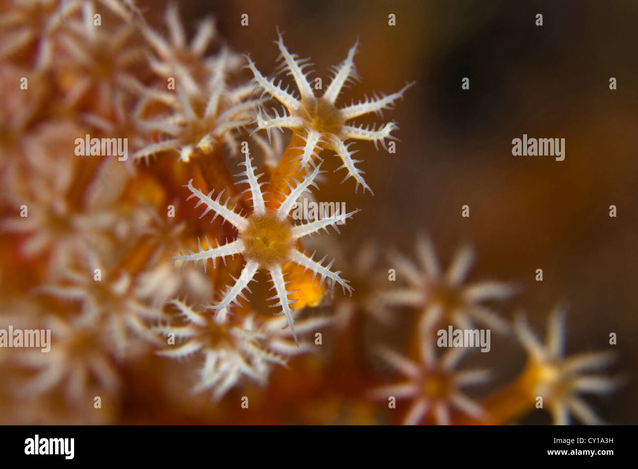 Polyps of Coral, Lembeh Strait, Sulawesi, Indonesia Stock Photo - Alamy