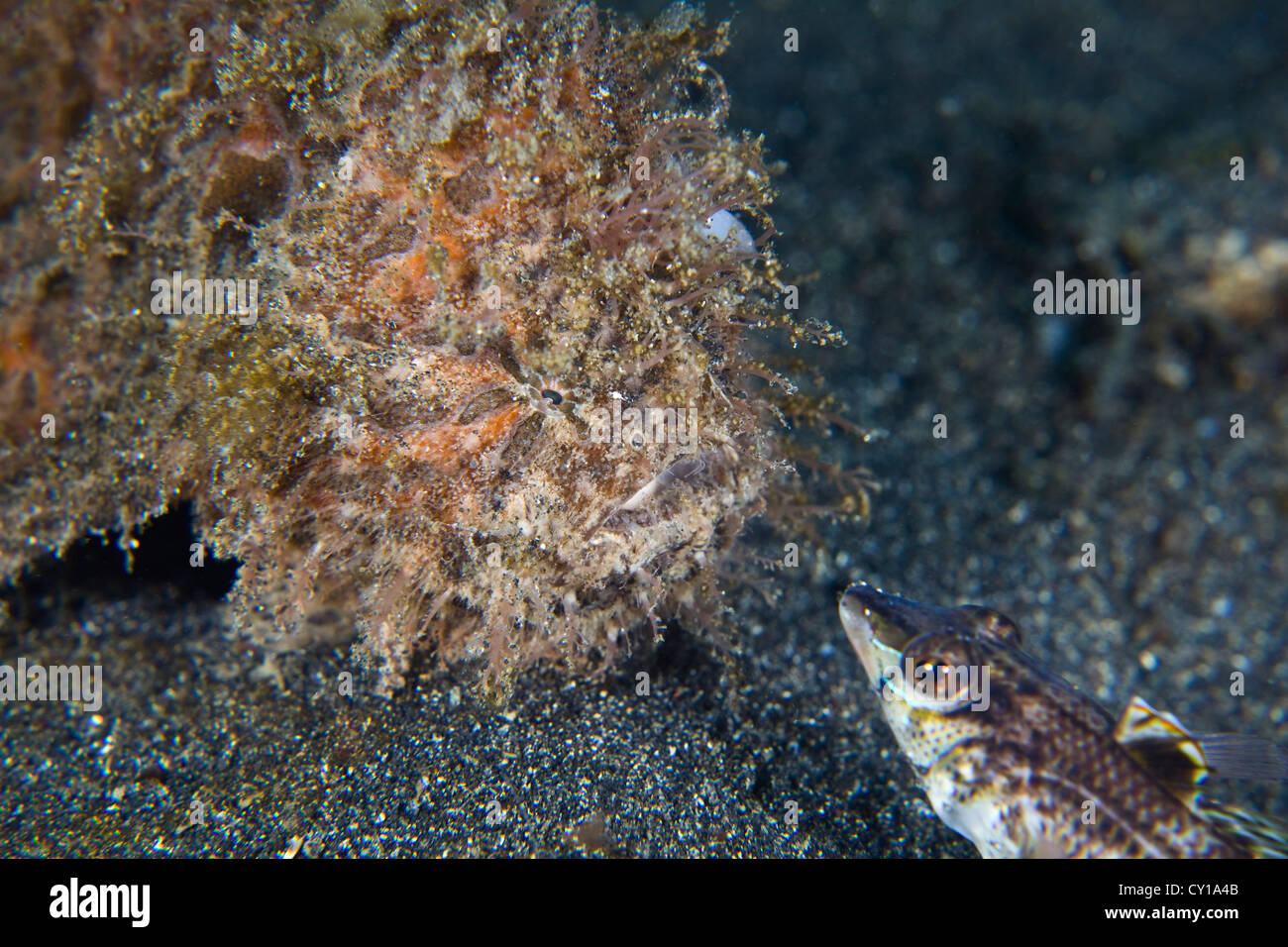 Striped anglerfish hi-res stock photography and images - Alamy