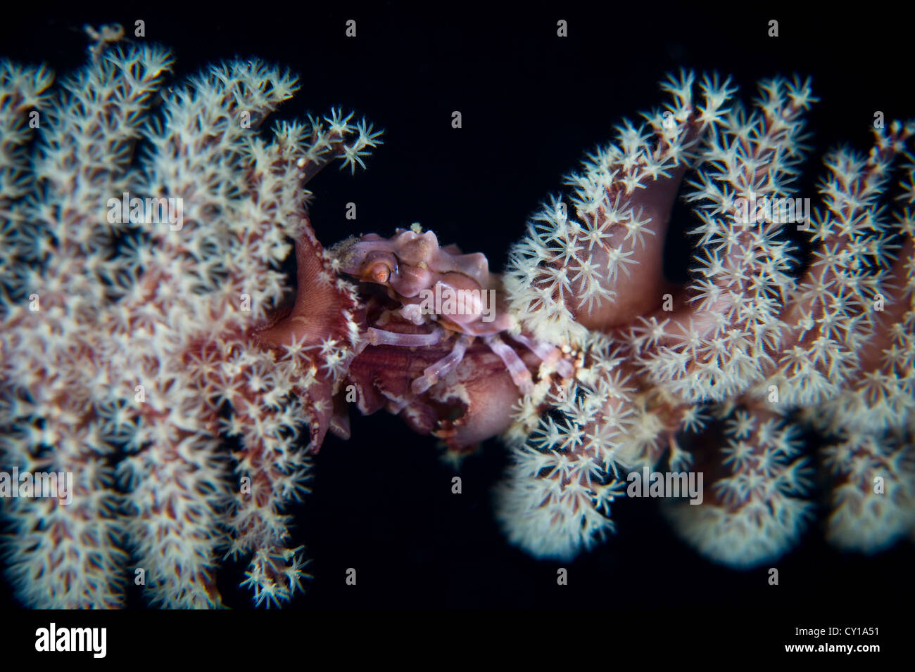 Wire Coral Crab, Xenocarcinus tuberculatus, Lembeh Strait, Sulawesi ...