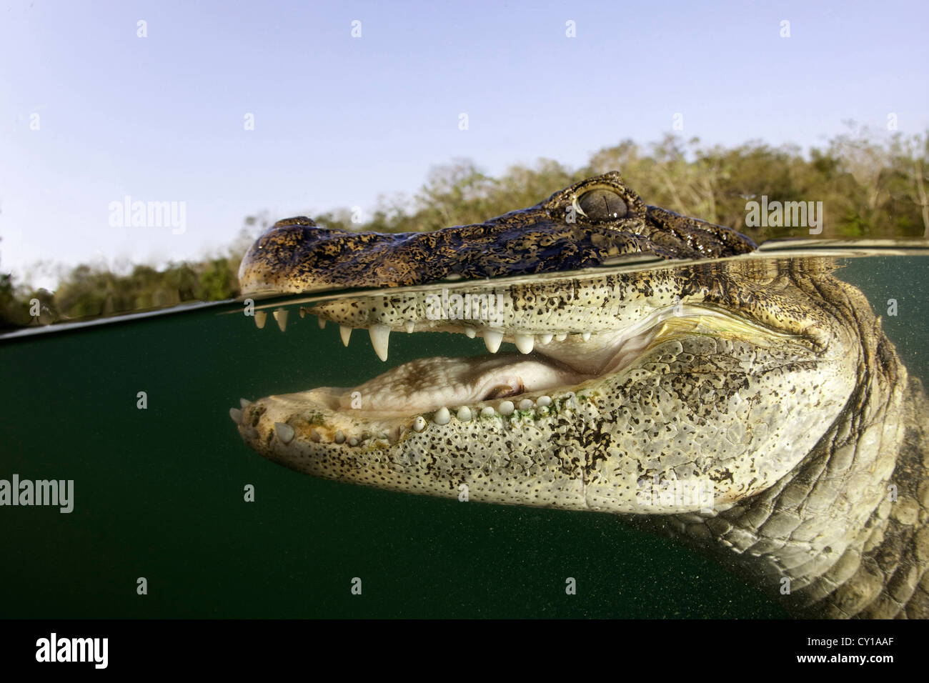 Very aggressive crocodile hi-res stock photography and images - Alamy