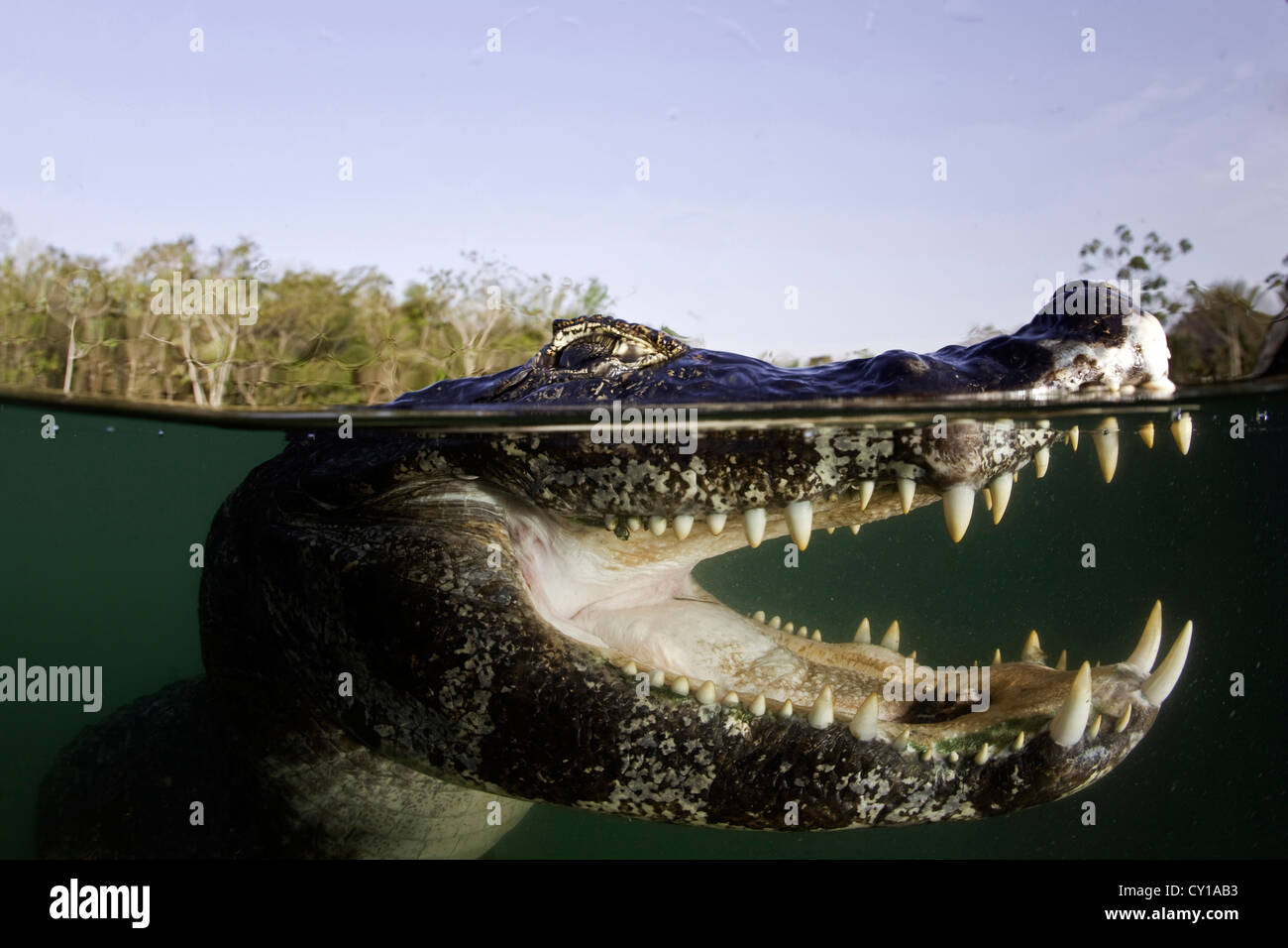 Spectacled Caiman, Caiman crocodilus, Rio Baia Bonita, Bonito, Mato ...