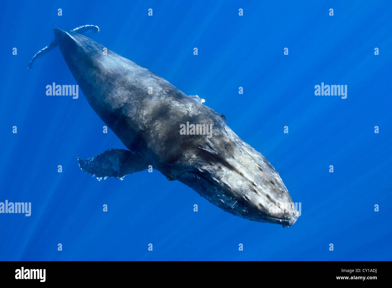 Humpback Whale, Megaptera novaeangliae, Hawaii, USA Stock Photo - Alamy
