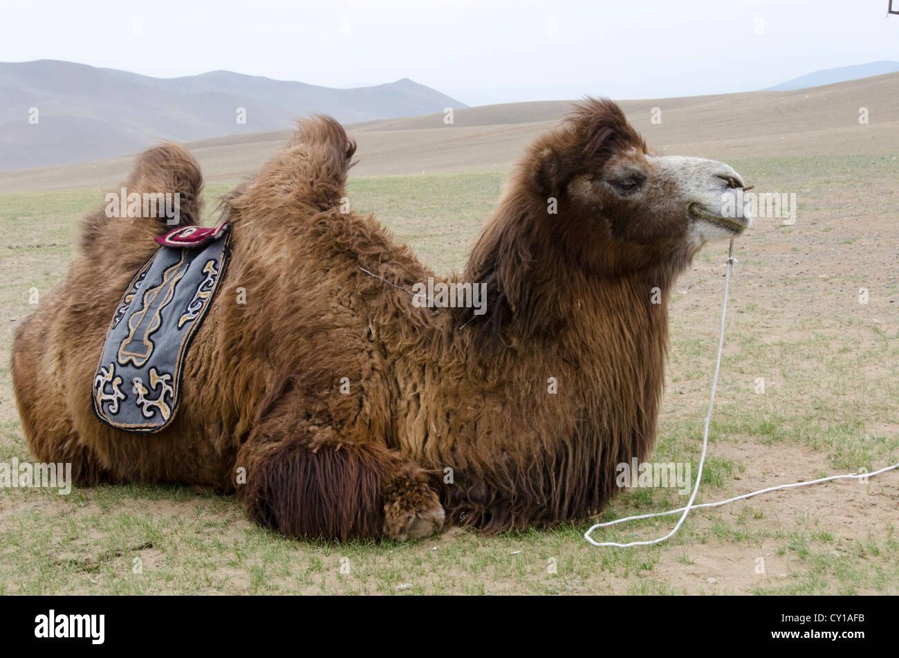 Bactrian camel (Camelus bactrianus) Terelj National Park, Mongolia ...