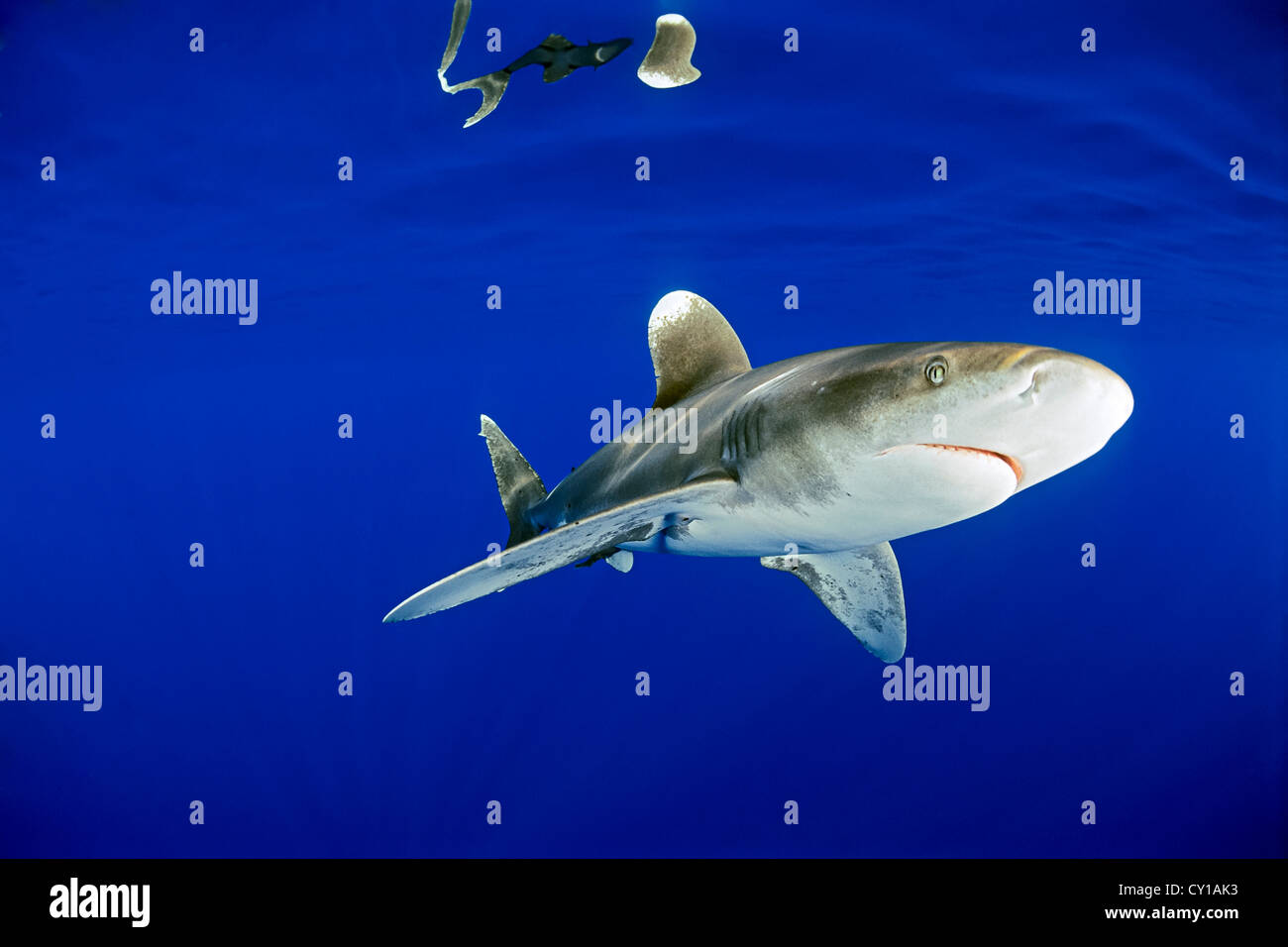 Oceanic Whitetip Shark, Carcharhinus longimanus, Hawaii, USA Stock ...