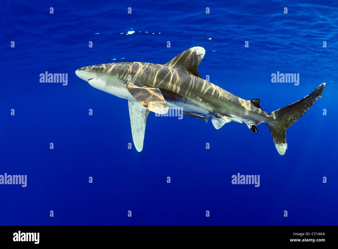 Oceanic Whitetip Shark, Carcharhinus longimanus, Hawaii, USA Stock Photo - Alamy
