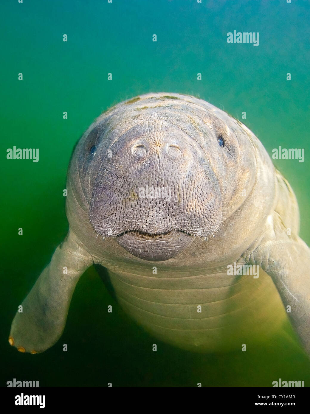 Florida manatee hi-res stock photography and images - Alamy