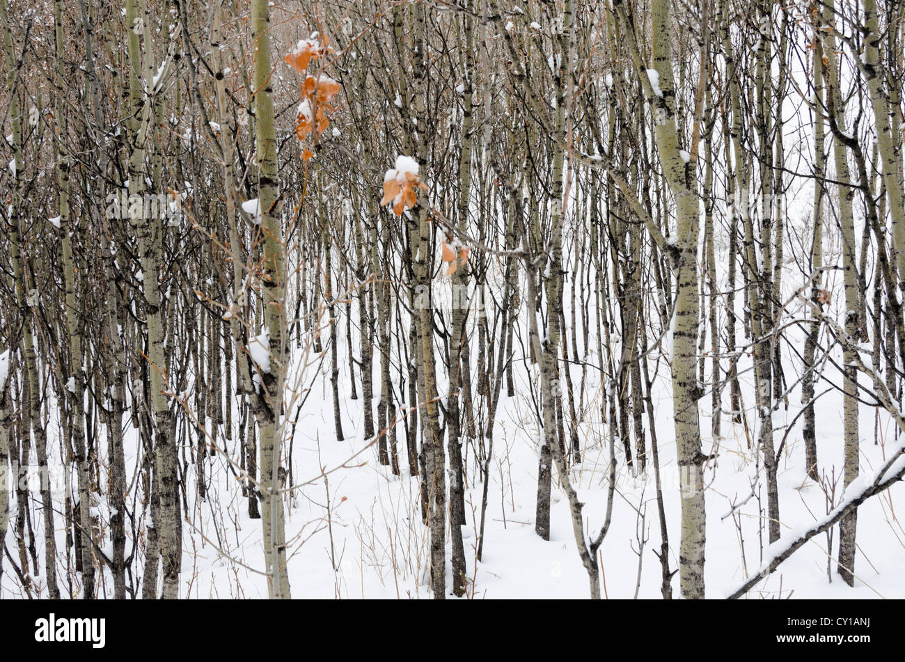 Few Leaves High Resolution Stock Photography and Images - Alamy