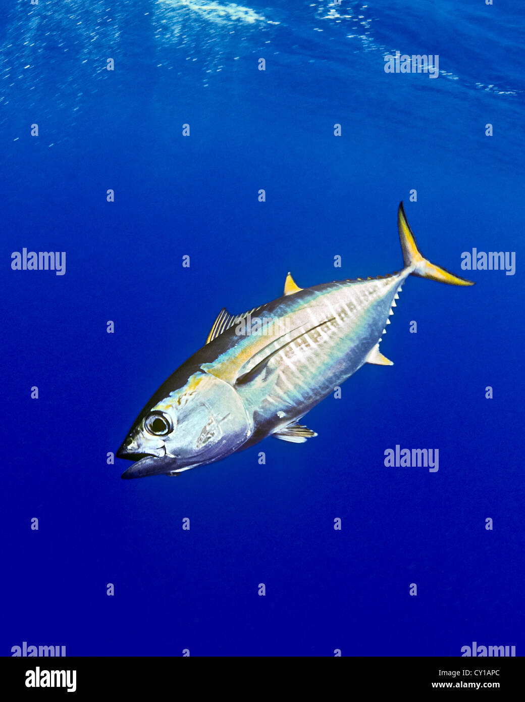 Juvenile Yellowfin Tuna, Thunnus albacares, Big Island, Hawaii, USA ...