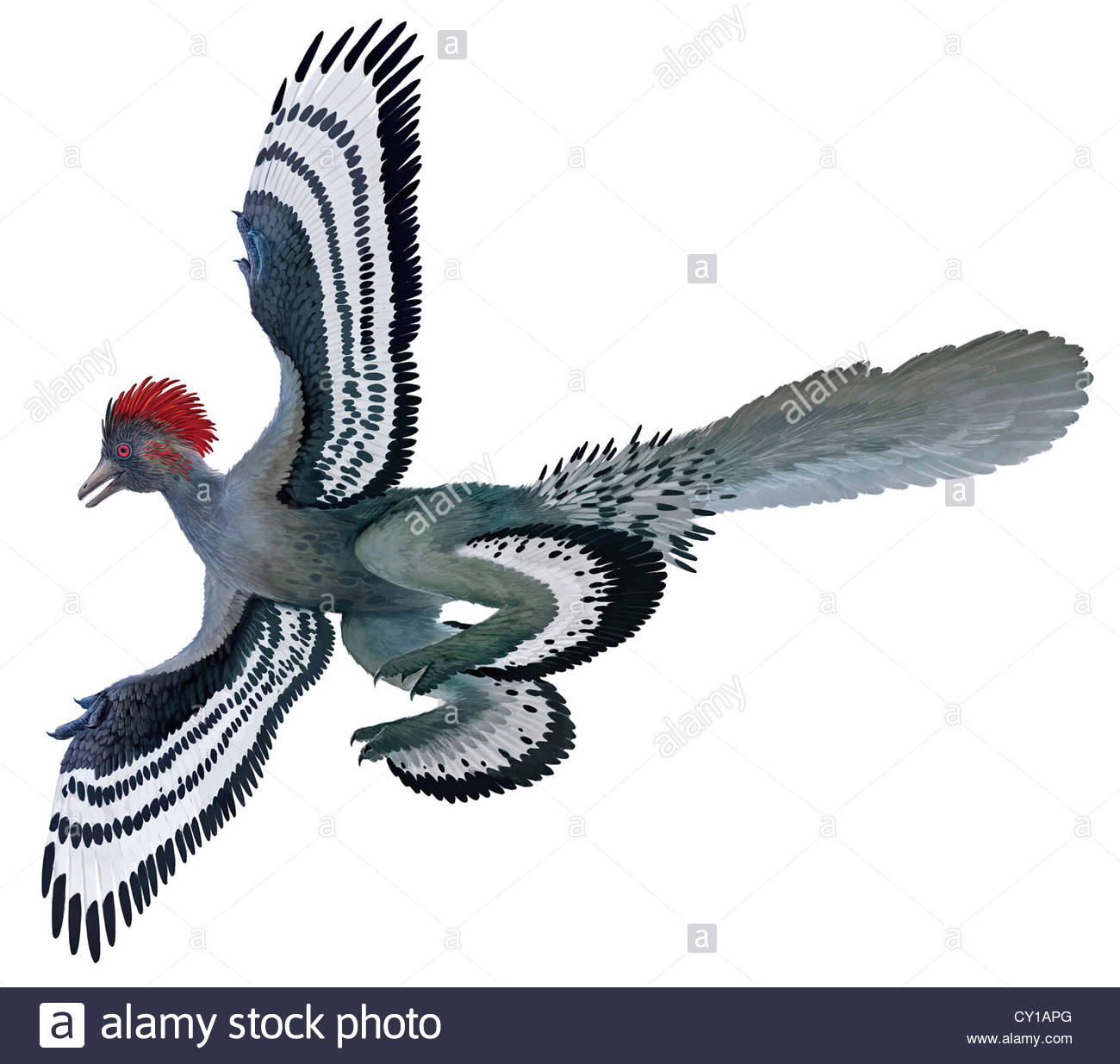 Feathered Dinosaur Stock Photos & Feathered Dinosaur Stock Images - Alamy