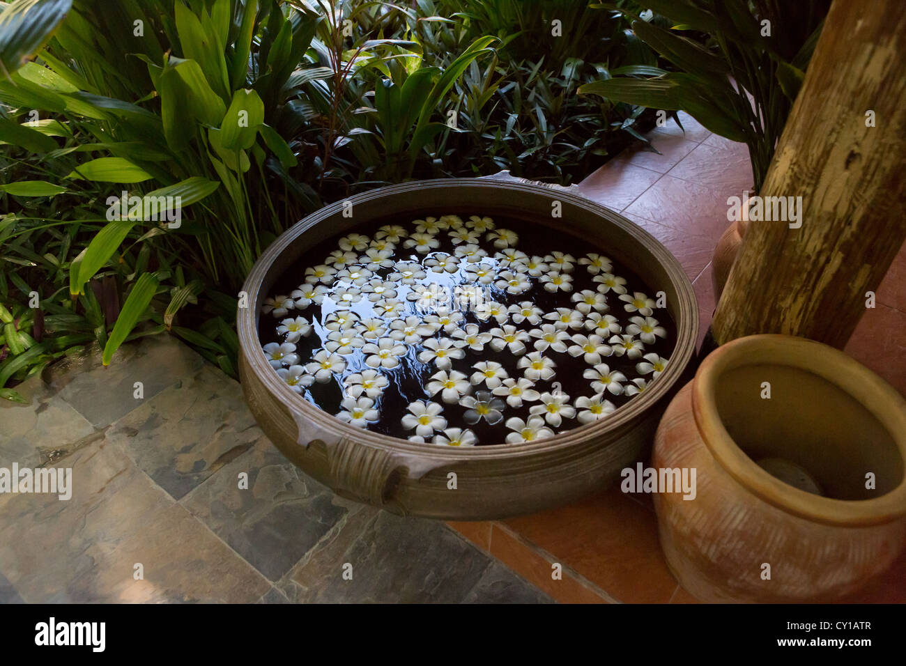A display of temple tree flowers floating in water Stock Photo - Alamy
