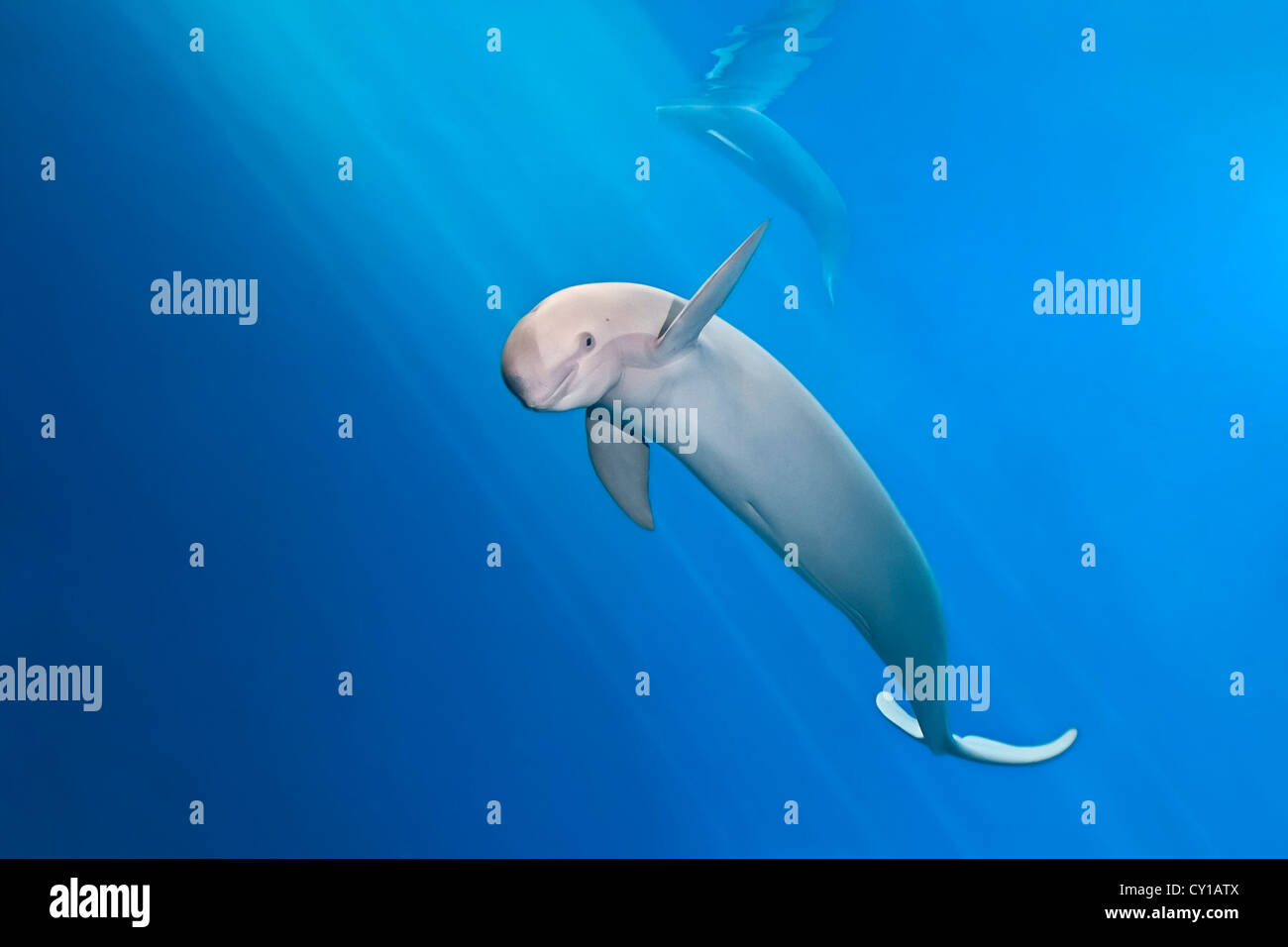 Neophocaena phocaenoides hi-res stock photography and images - Alamy