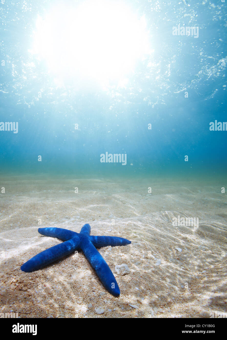 Starfish underwater hi-res stock photography and images - Alamy