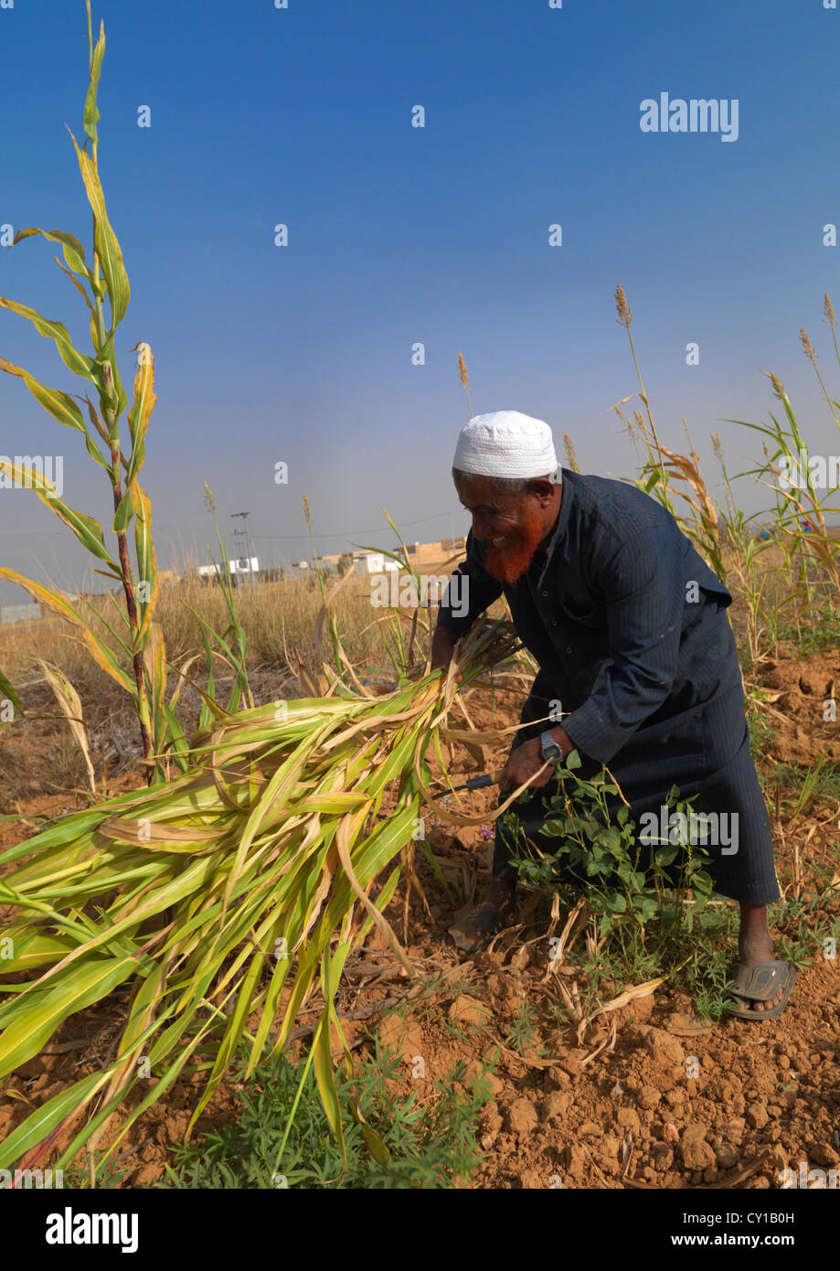 Red Beard Man On Tihama Coast, Saudi Arabia Stock Photo - Alamy
