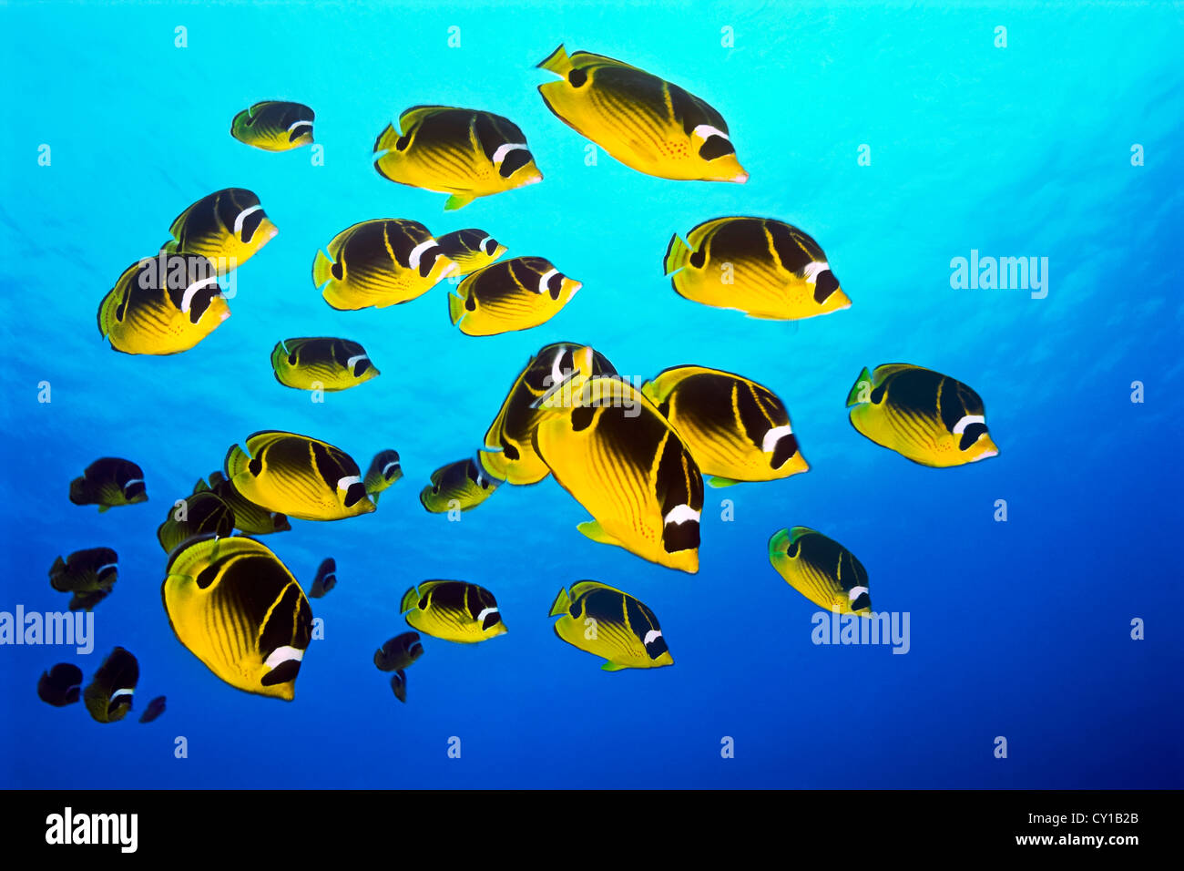 Chaetodon lunula raccoon butterflyfish hi-res stock photography and ...