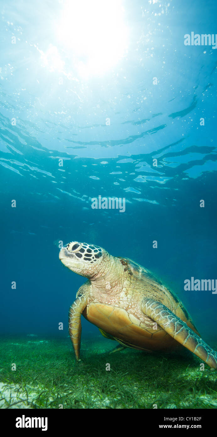 sea turtle deep underwater on seaweed Stock Photo - Alamy