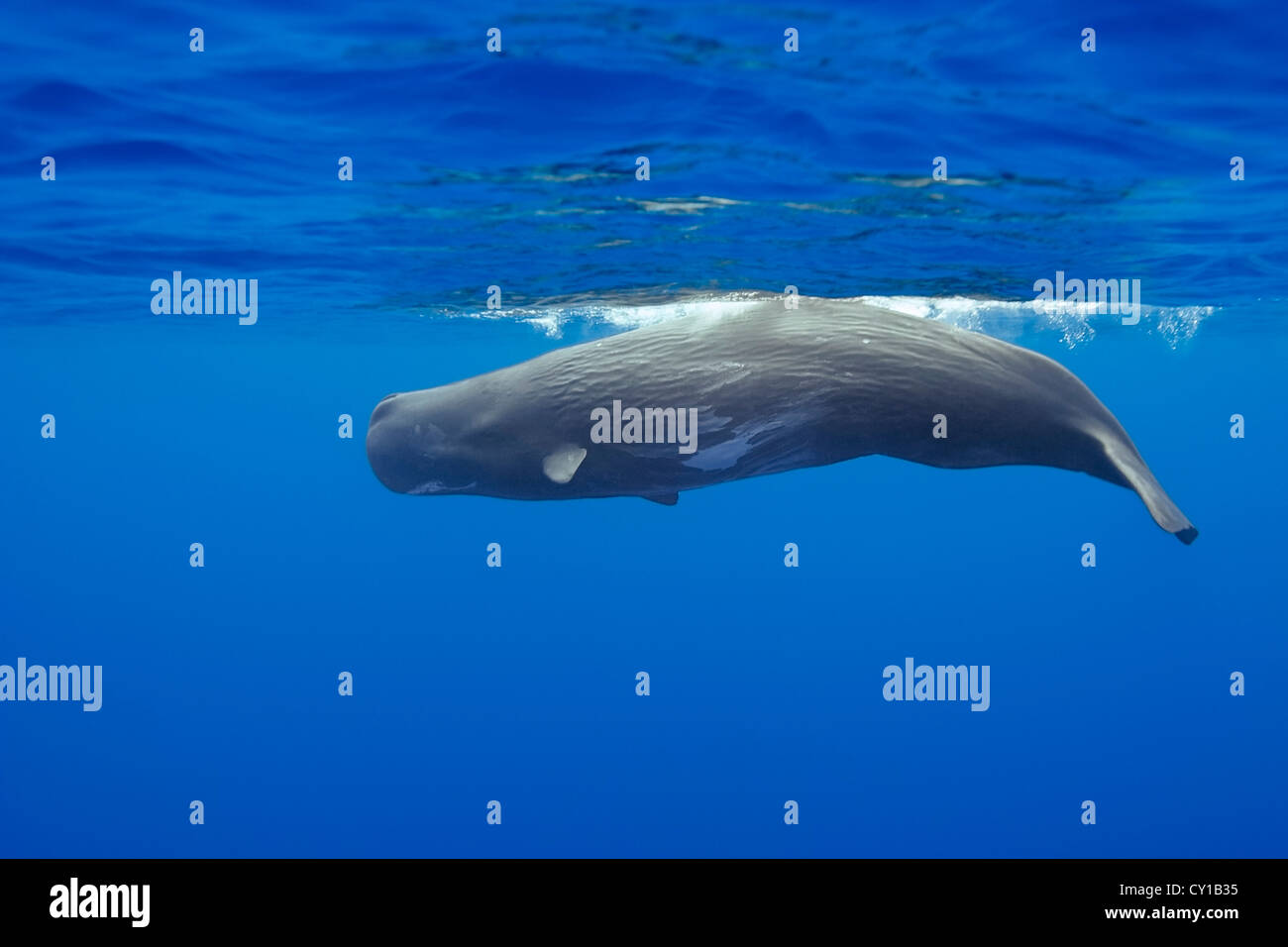 Sperm Whale, Physeter macrocephalus, Big Island, Hawaii, USA Stock ...