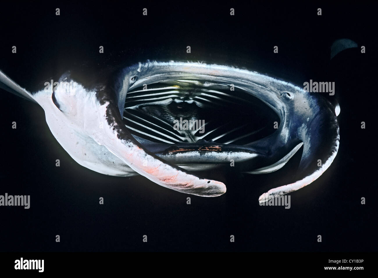 Manta ray mouth hi-res stock photography and images - Alamy