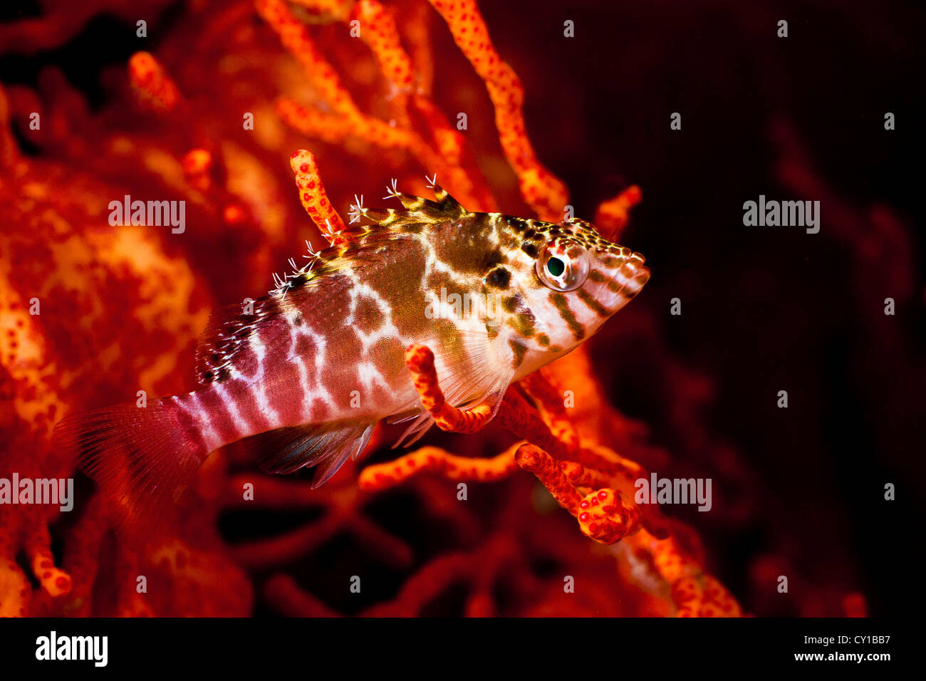 Cirrhitichthys Falco High Resolution Stock Photography and Images - Alamy