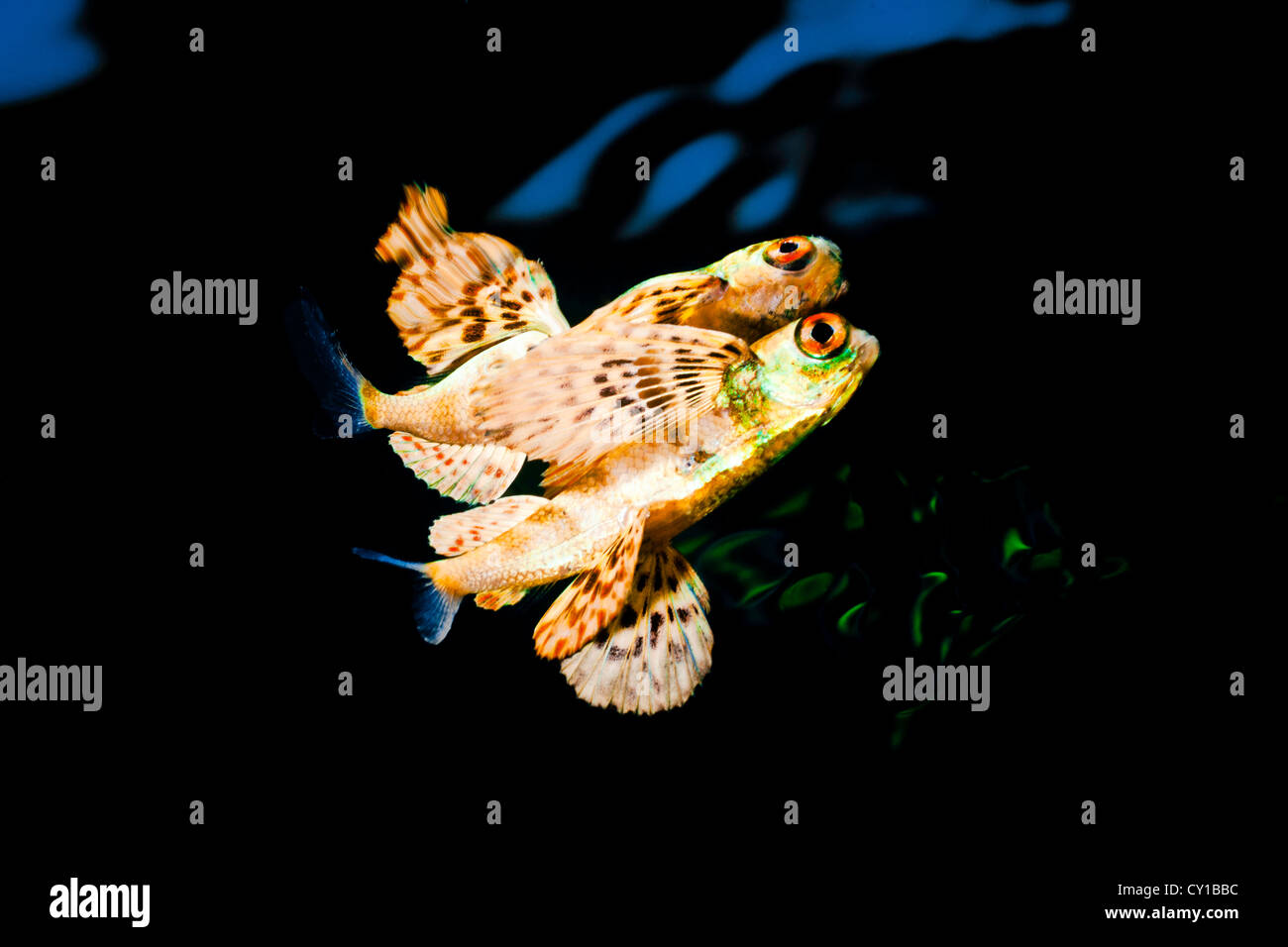 Flying Fish near Water Surface, Exocetus sp., Ambon, Moluccas ...