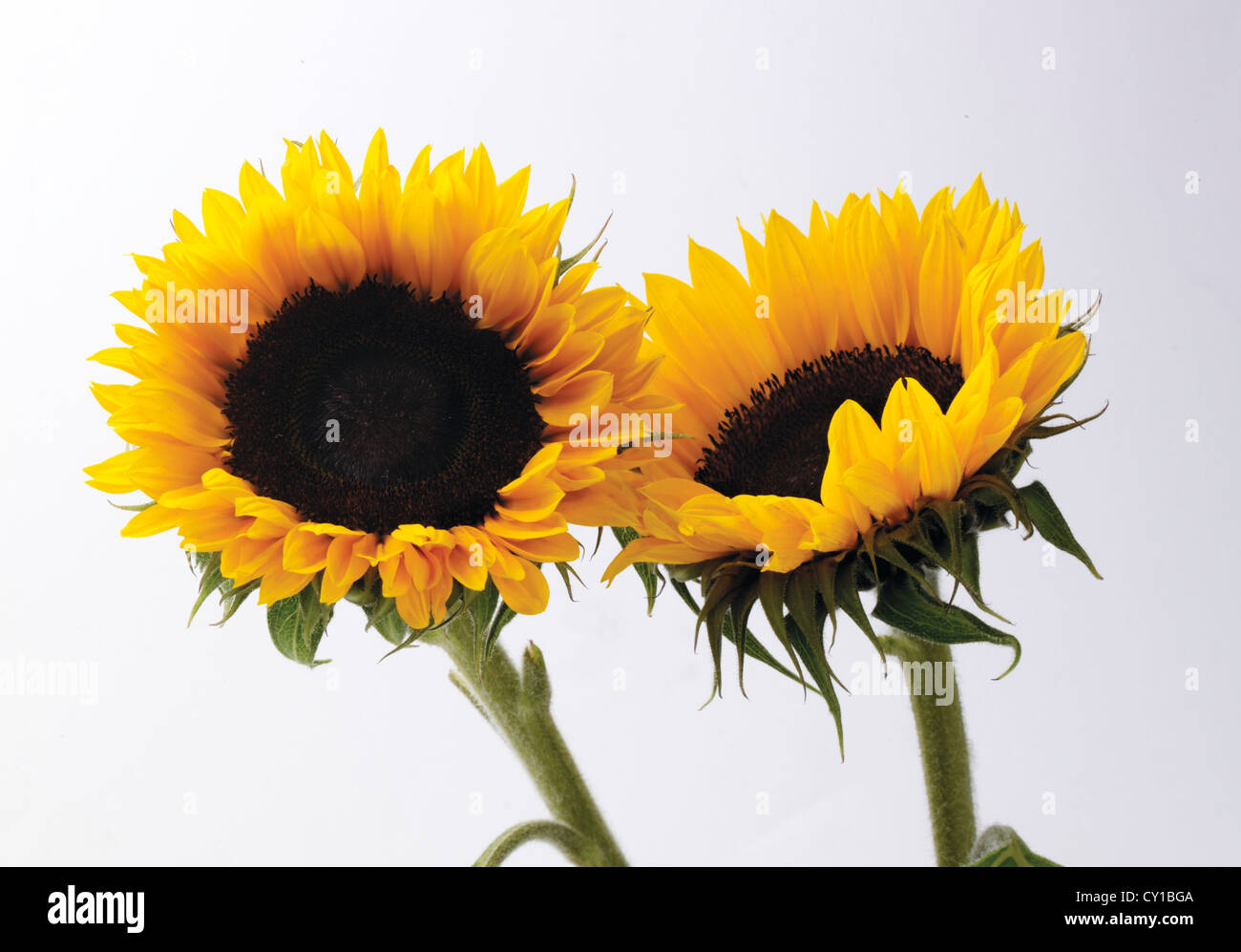 Two sunflowers against a white background with green stems Stock Photo ...