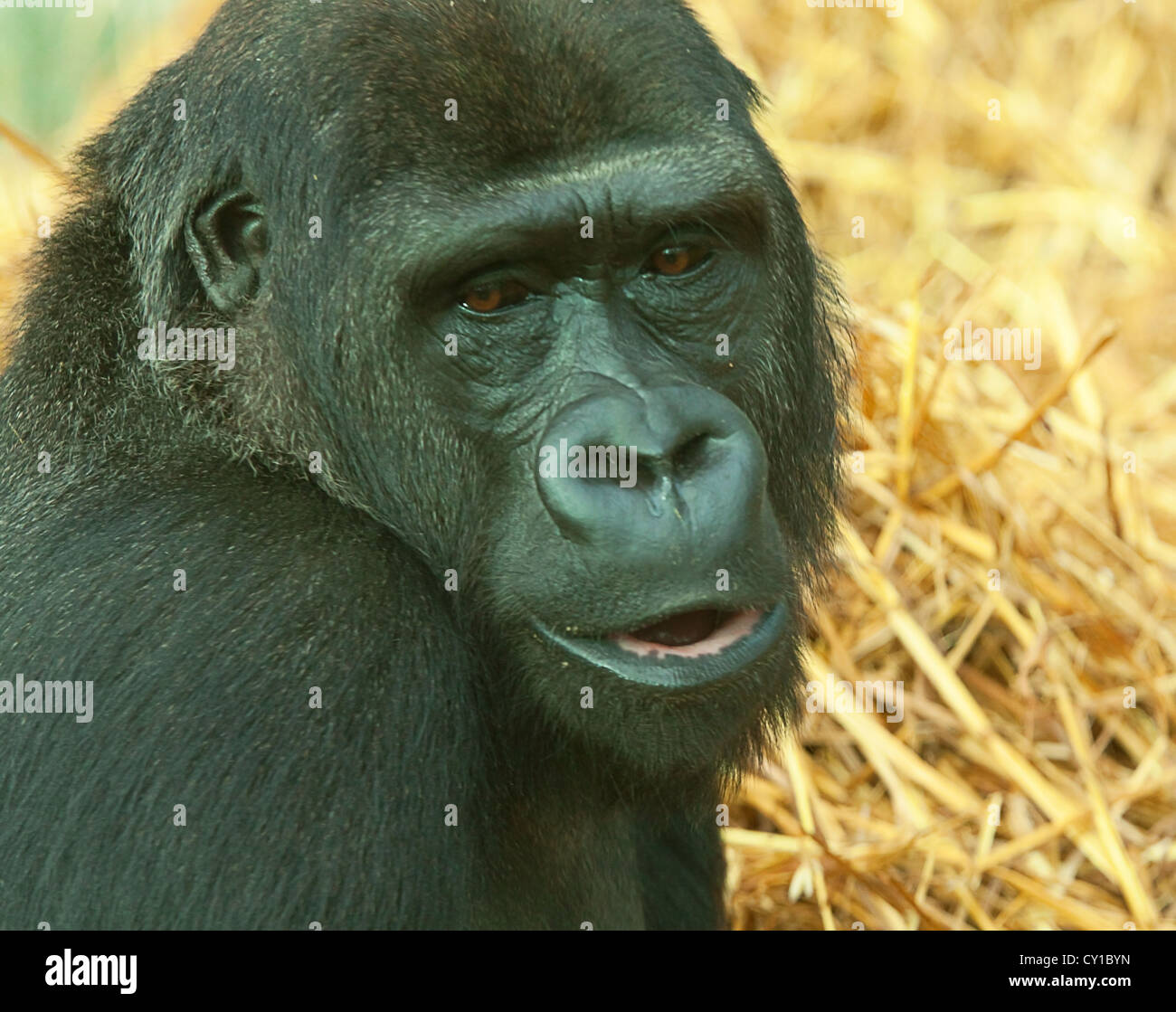 Female gorilla hi-res stock photography and images - Alamy