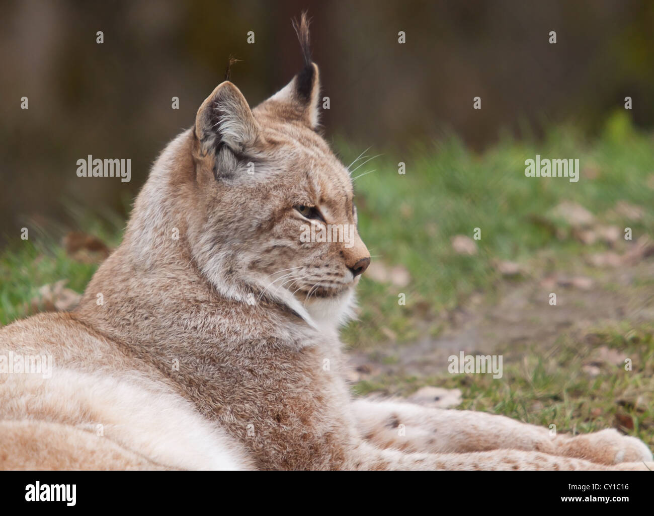 Northern lynx lynx lynx lynx hi-res stock photography and images - Alamy