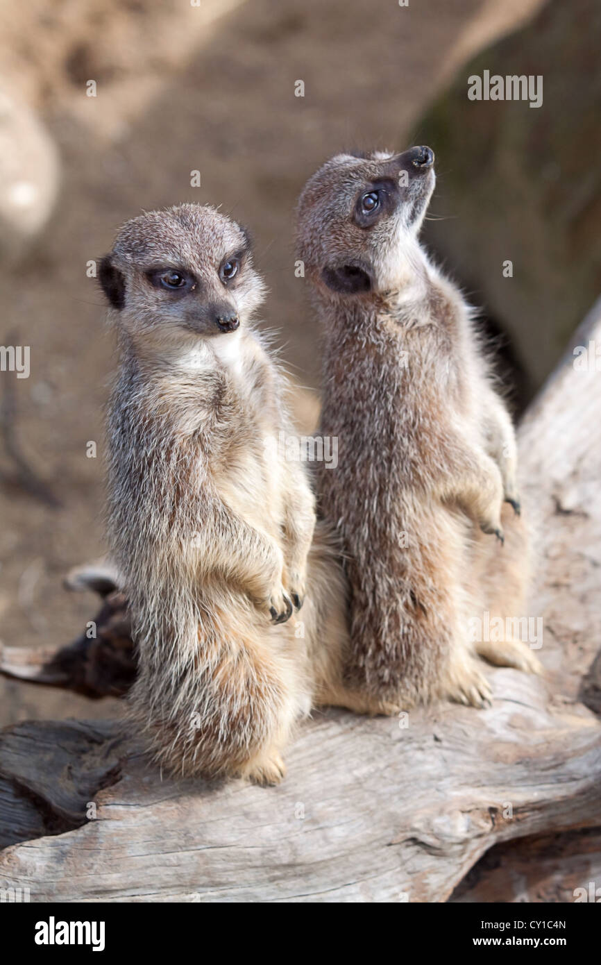 two meerkats sitting on a log Stock Photo - Alamy