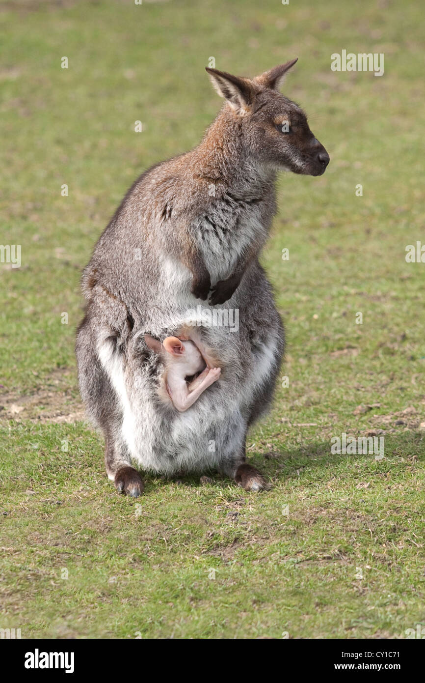female wallaby with baby joey Stock Photo - Alamy