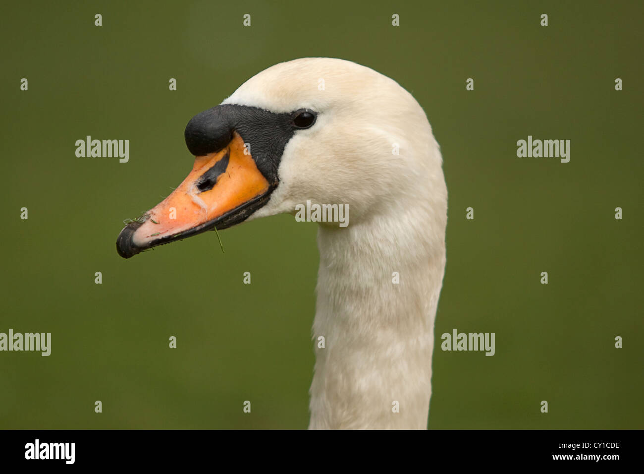 Male mute hi-res stock photography and images - Alamy