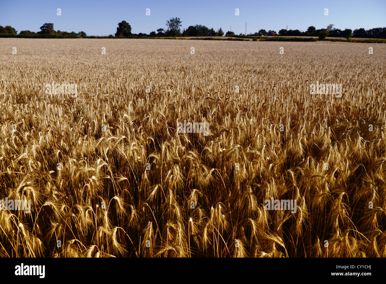 Wheat field farming hi-res stock photography and images - Alamy