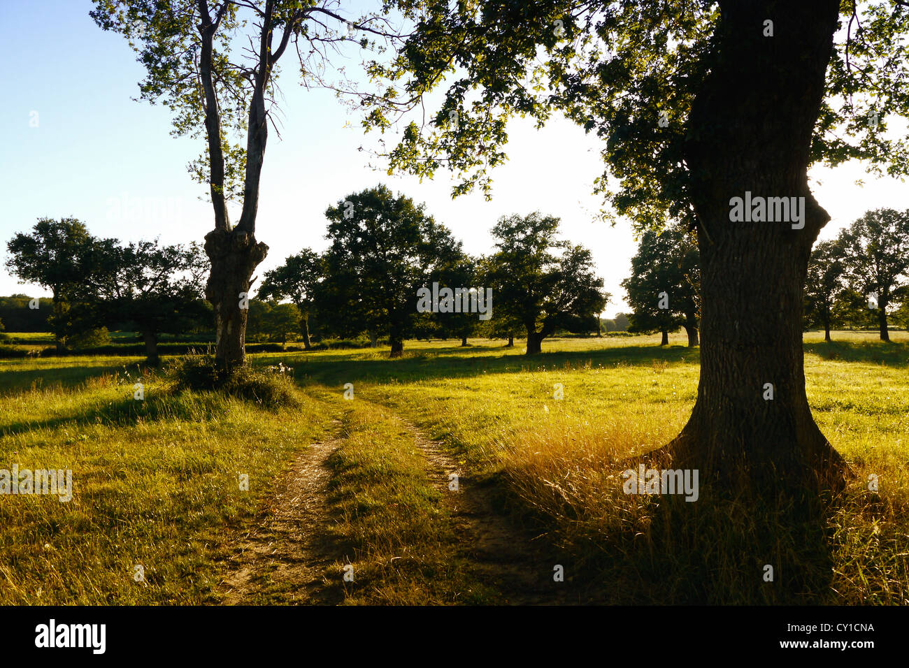 a single dirt track leads through a field Stock Photo - Alamy