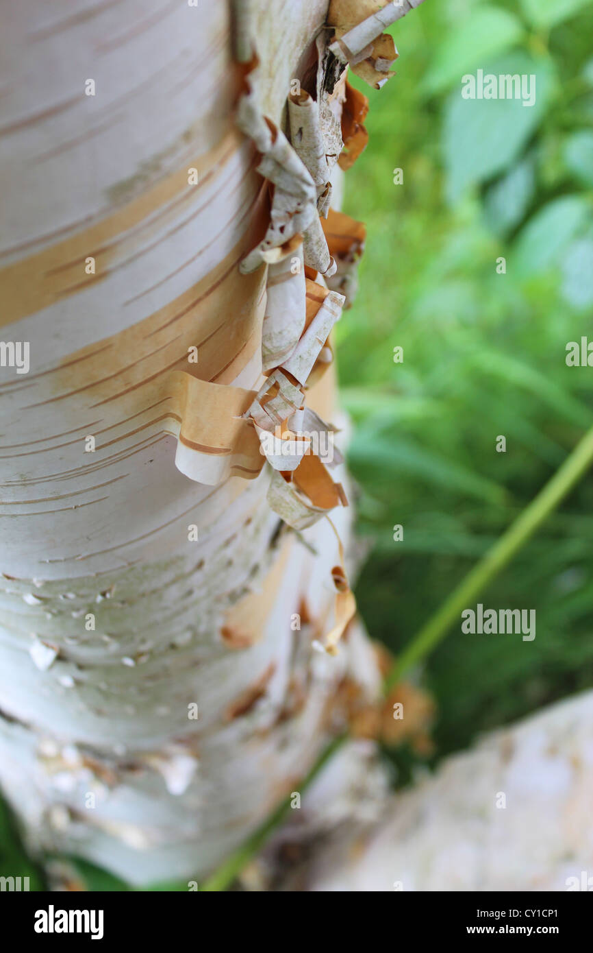 Peeling off bark hi-res stock photography and images - Alamy