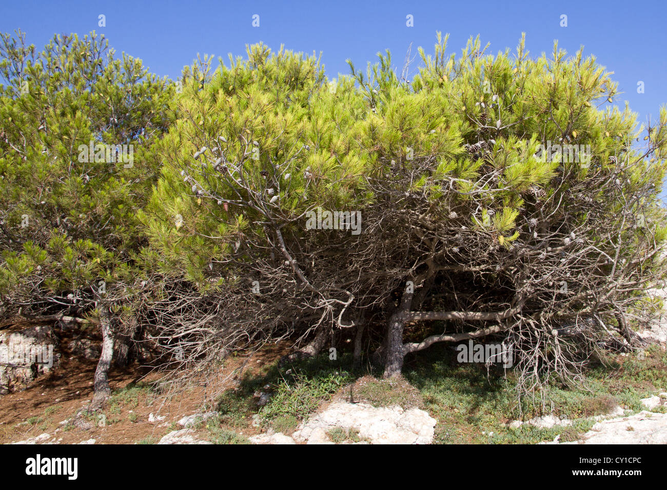 Mediterranean pine trees hi-res stock photography and images - Alamy