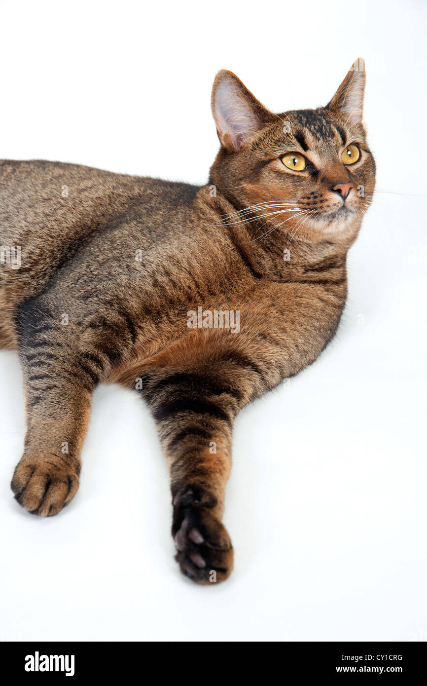 Amber eyes of cat hi-res stock photography and images - Alamy
