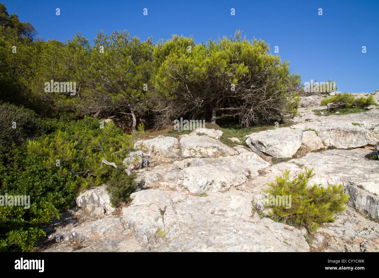 Mediterranean pine tree hi-res stock photography and images - Alamy