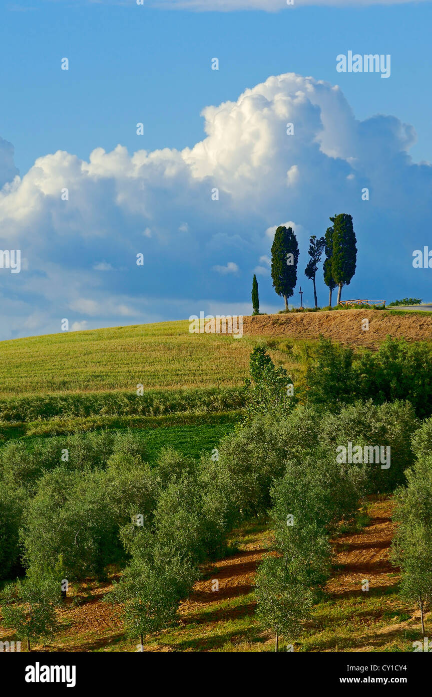 Val d´Orcia, Orcia Valley, Fields and cypress trees, Tuscany Landscape ...