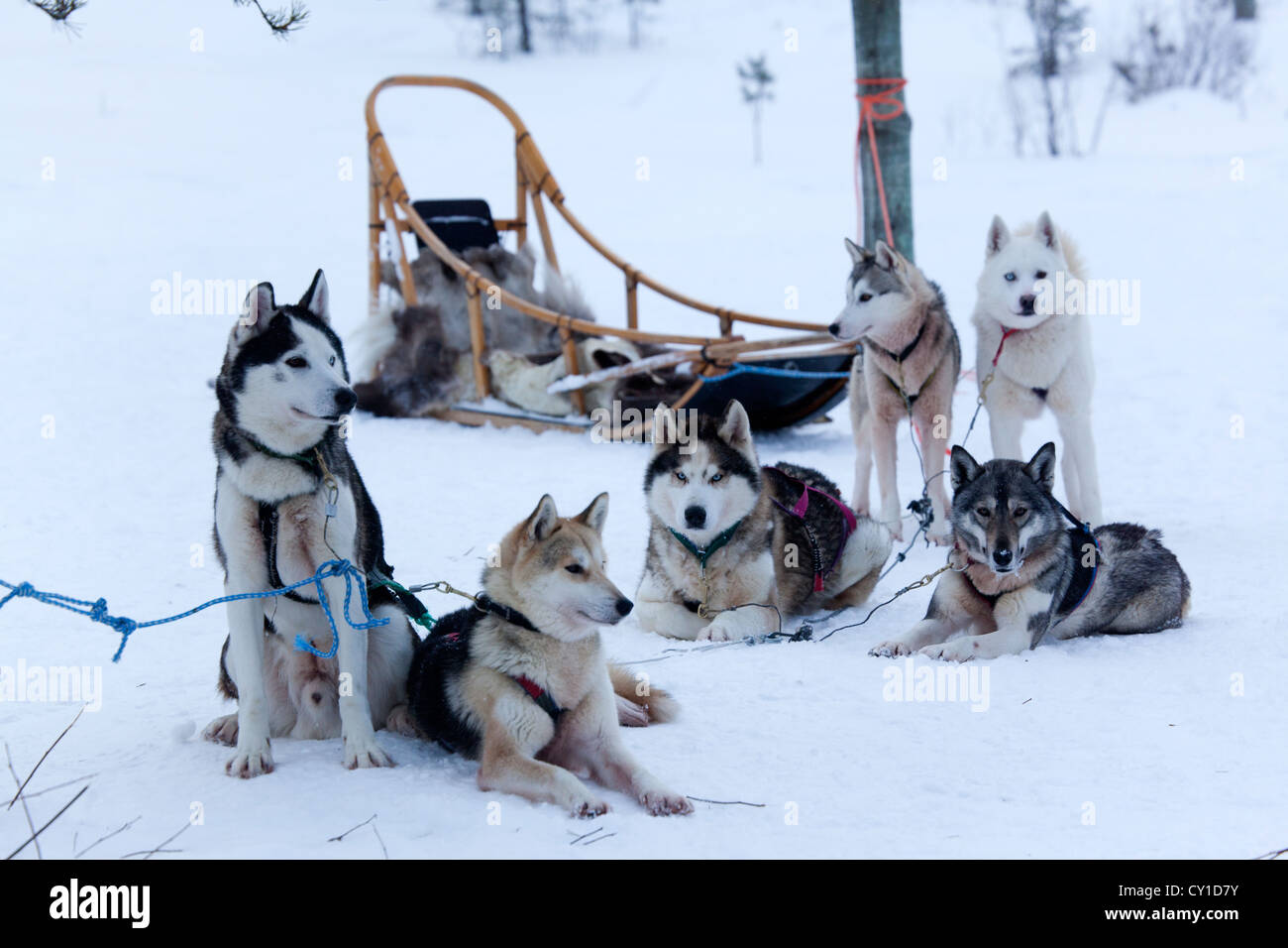 Husky dogs in Finland Stock Photo - Alamy