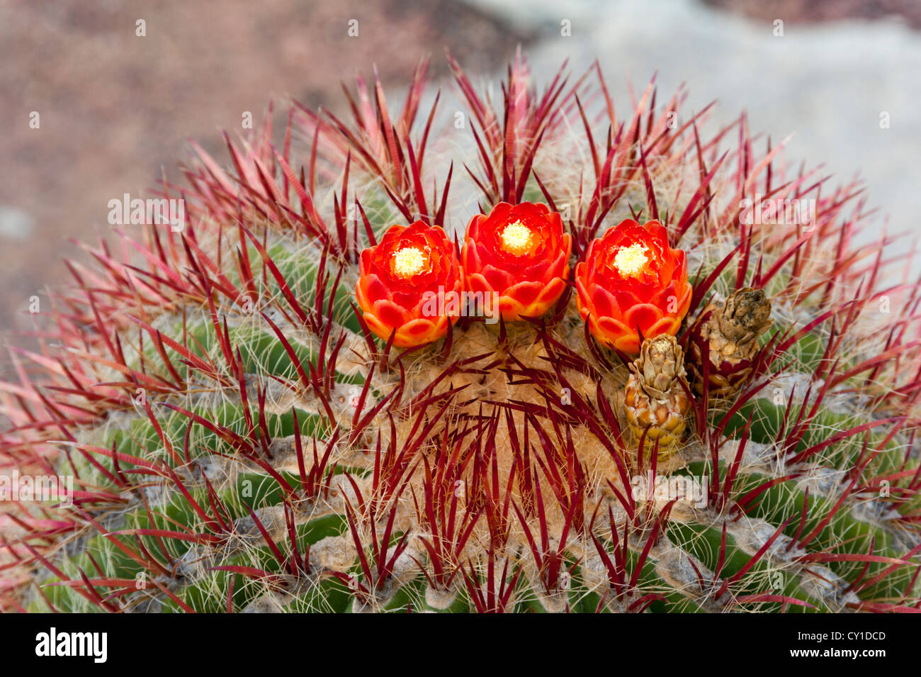 Cactus plant with three red flowers Stock Photo - Alamy