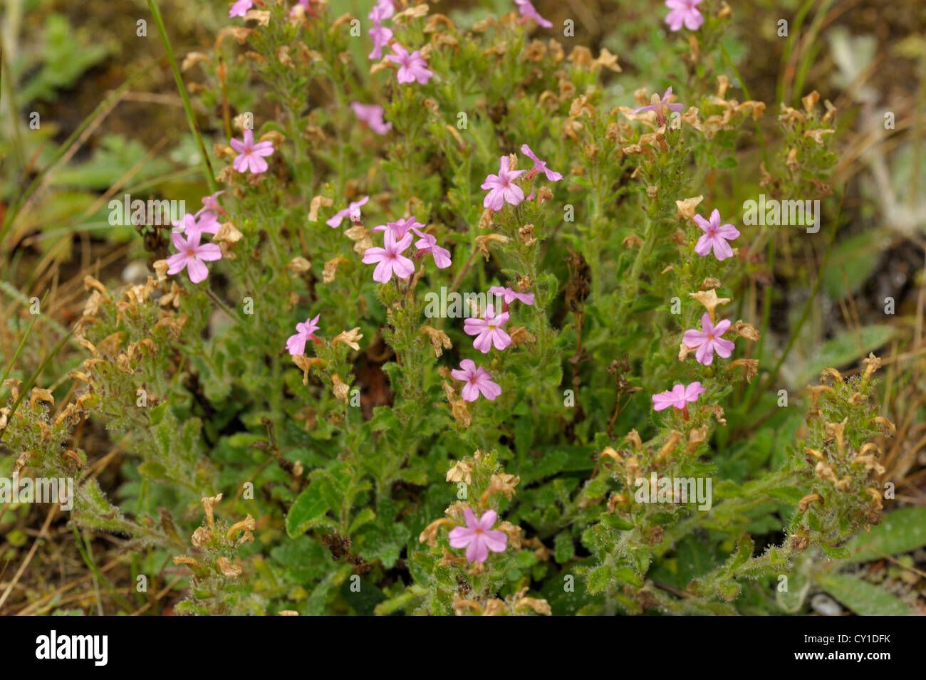 Fairy Foxglove, Erinus alpinus Stock Photo - Alamy