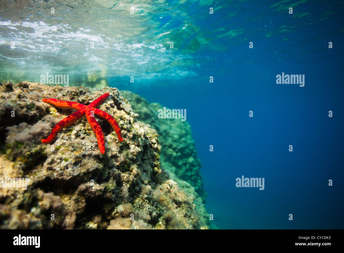 beautiful spotted red starfish on rock in shallow water Stock Photo - Alamy