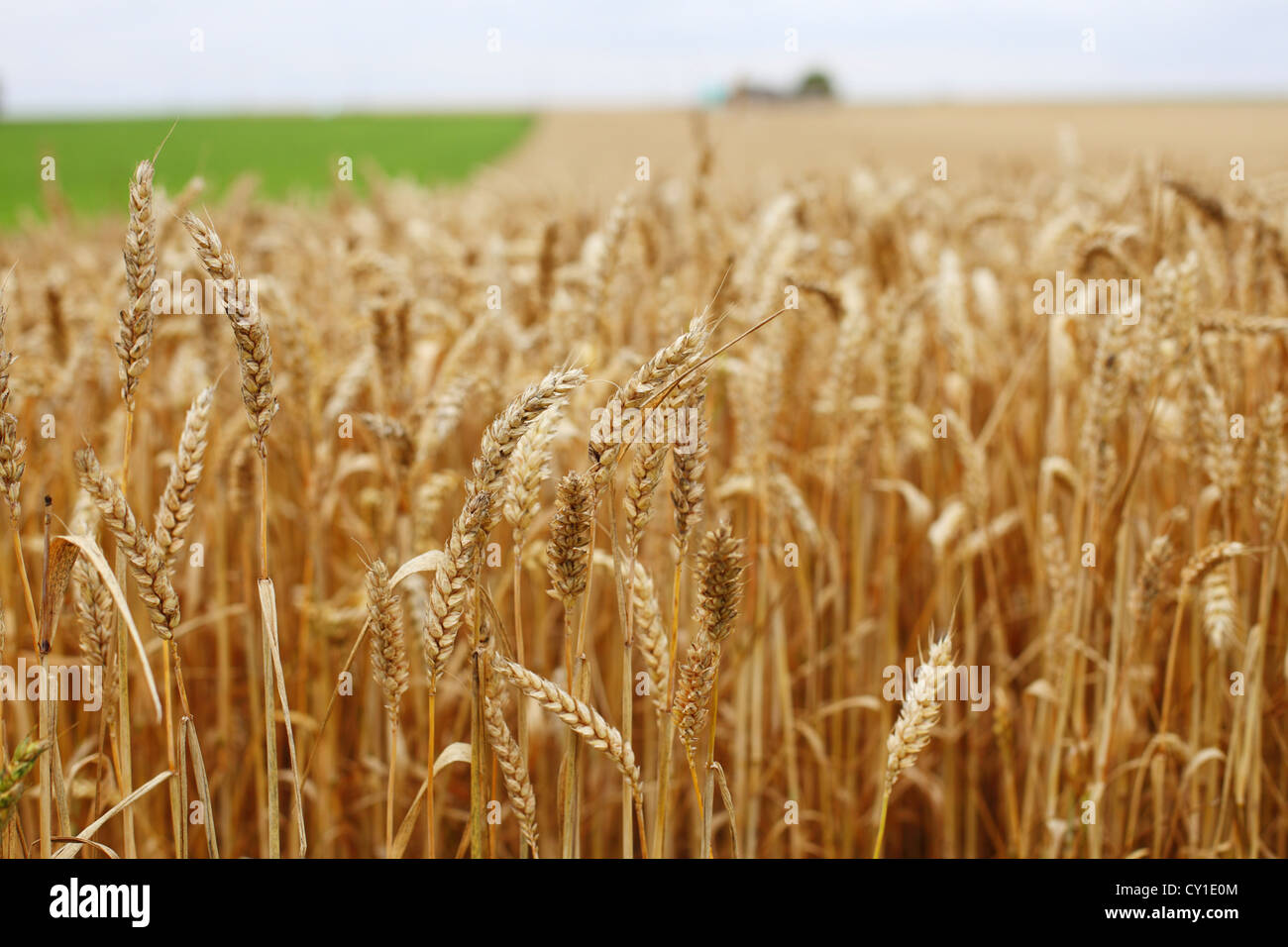 wheat close up on farm field Stock Photo - Alamy