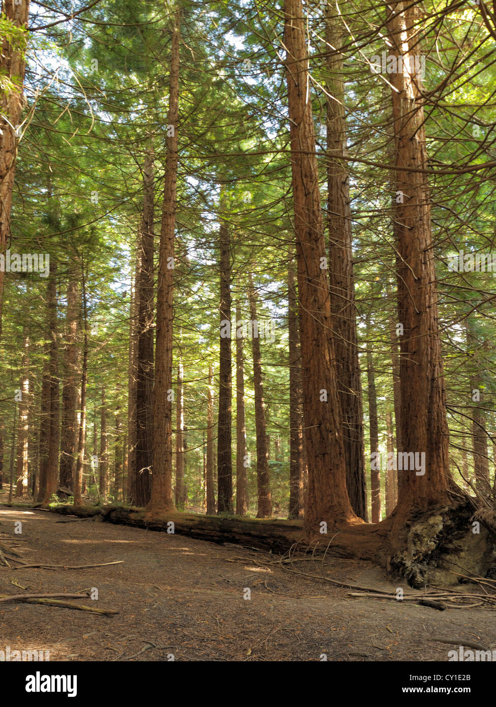 Redwood Tree Falling