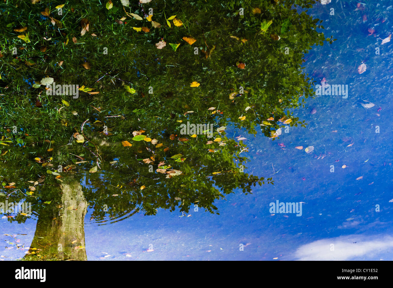 Inverted tree hi-res stock photography and images - Alamy
