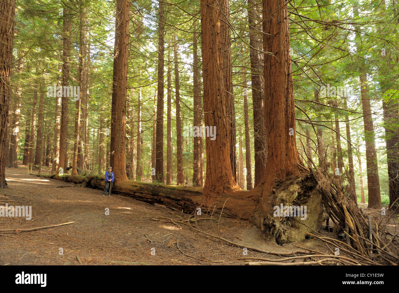 Sequoia sempervirens or Coastal Redwood: regrowth from a fallen tree ...
