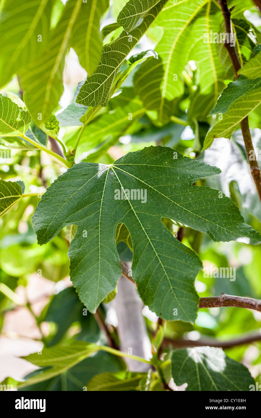 Fig tree leaves, Bellapais, North Cyprus Stock Photo - Alamy