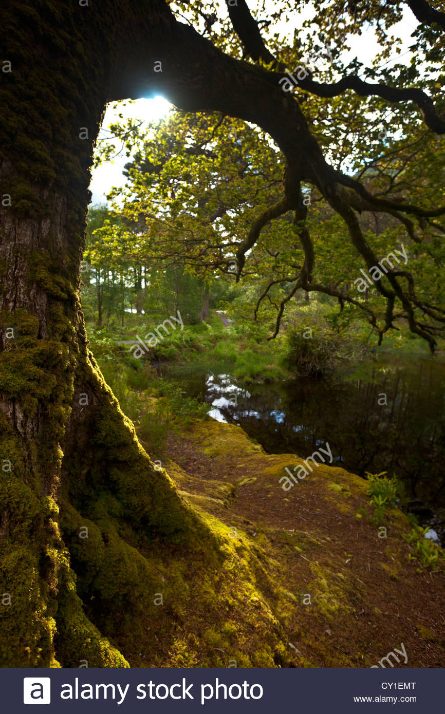 Knarly oak tree hi-res stock photography and images - Alamy