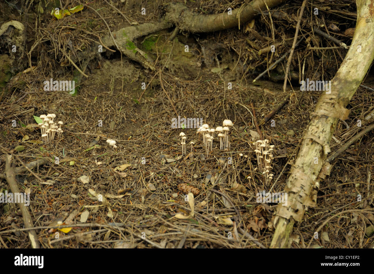 Fungi Roots Root Fungus High Resolution Stock Photography and Images ...
