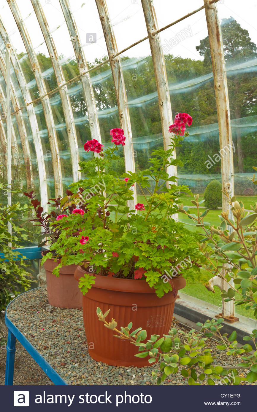A sample plant in the substantial greenhouse's at Muckross House Stock ...