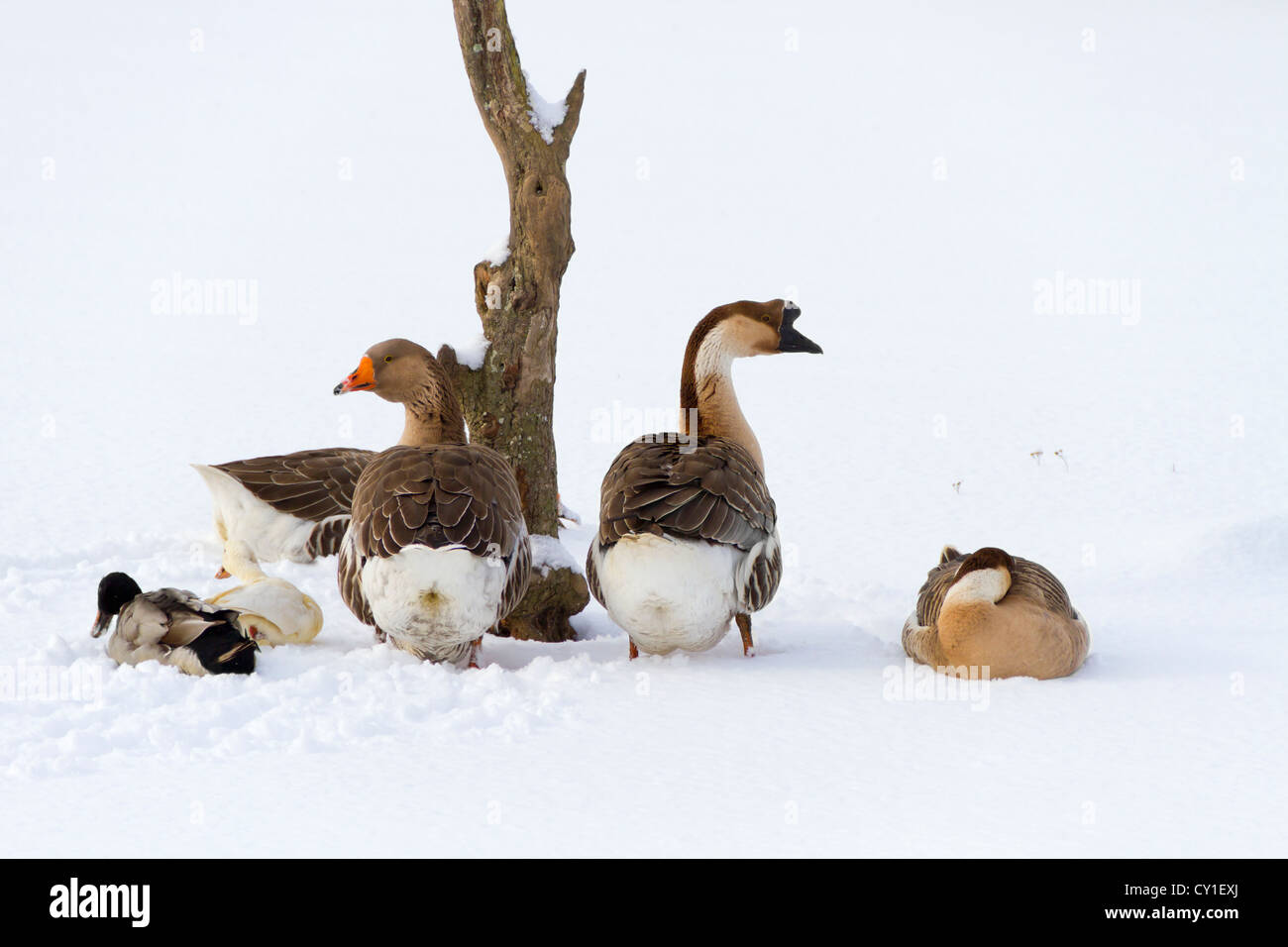 Duck winter france hi-res stock photography and images - Alamy