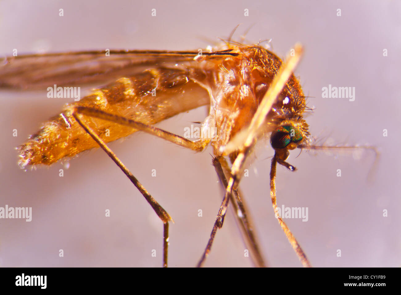 Mosquitos hi-res stock photography and images - Alamy